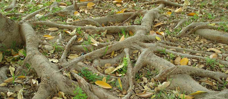 How to find out if tree roots risk blocking your drains - Express ...